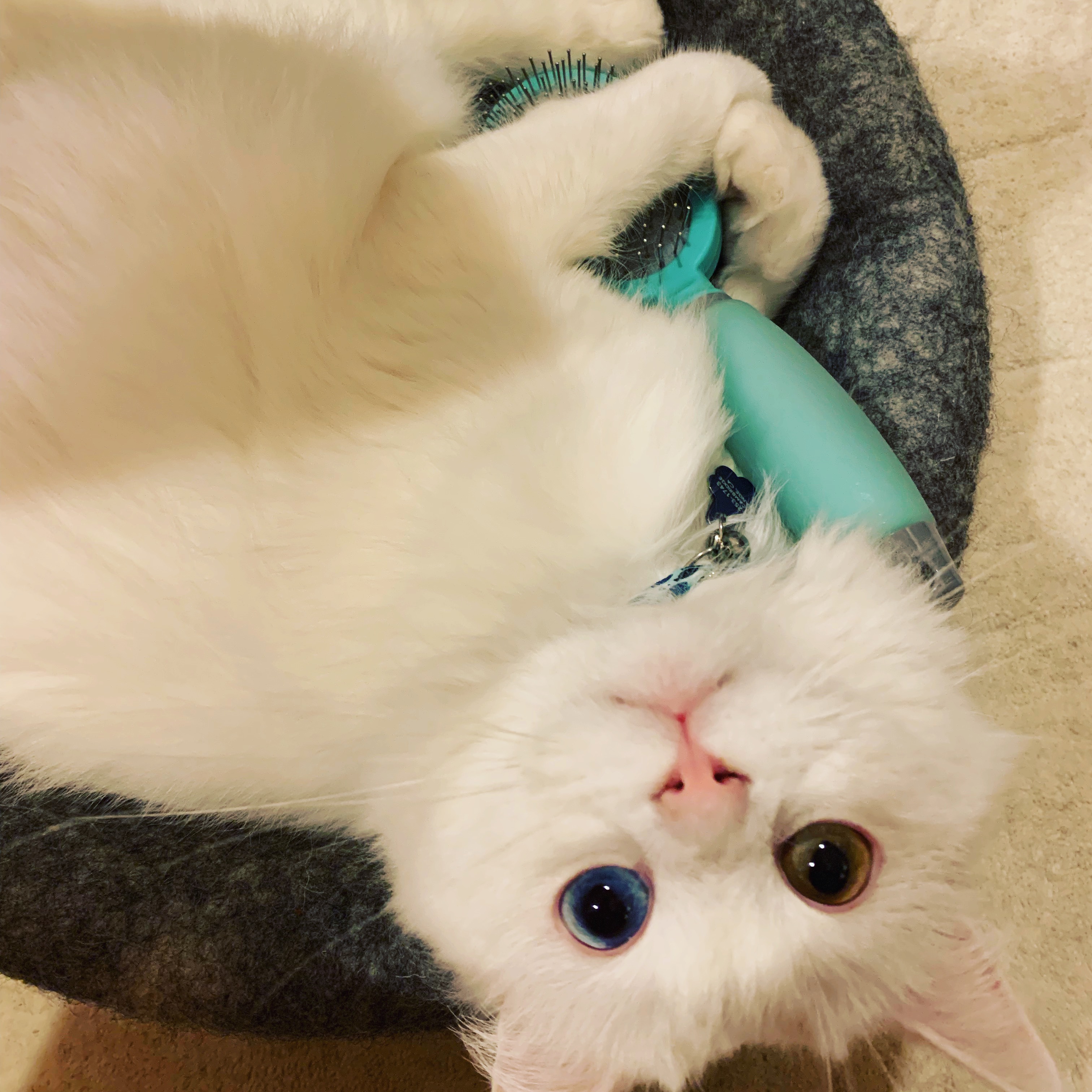 Smitten kitten – Pink&GreenMusings